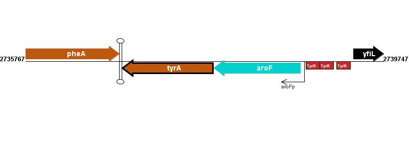 Figure courtesy of RegulonDB