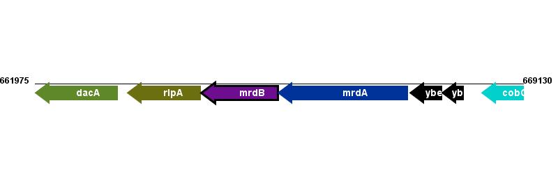Figure courtesy of RegulonDB