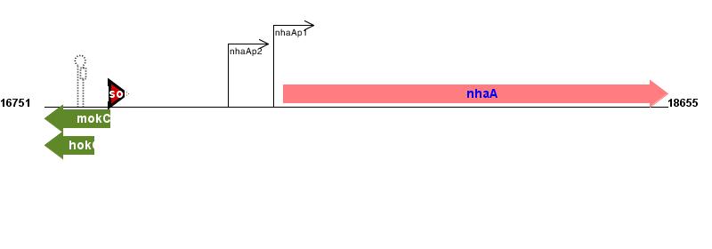 Figure courtesy of RegulonDB