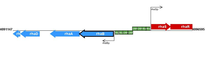 Figure courtesy of RegulonDB