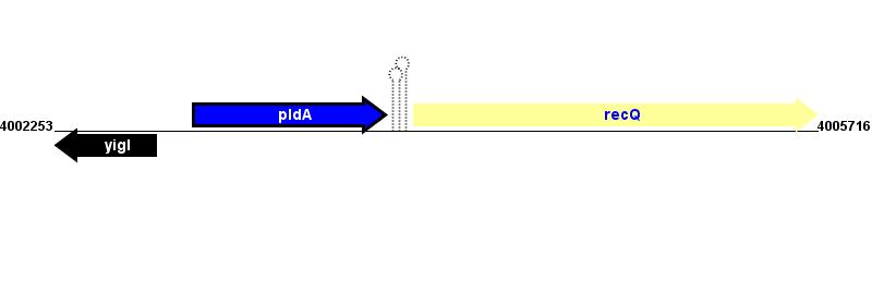 Figure courtesy of RegulonDB