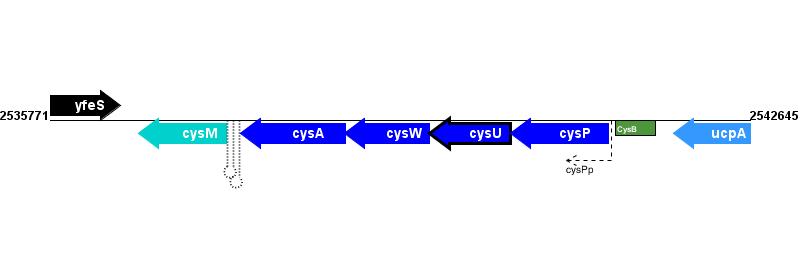 Figure courtesy of RegulonDB