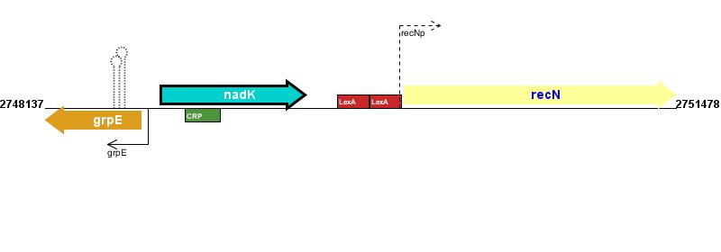 Figure courtesy of RegulonDB