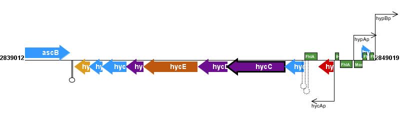 Figure courtesy of RegulonDB