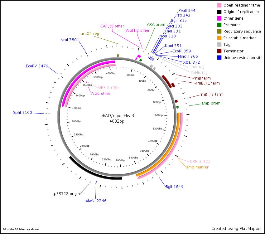 pBAD/myc-His B , Image made with PlasMapper