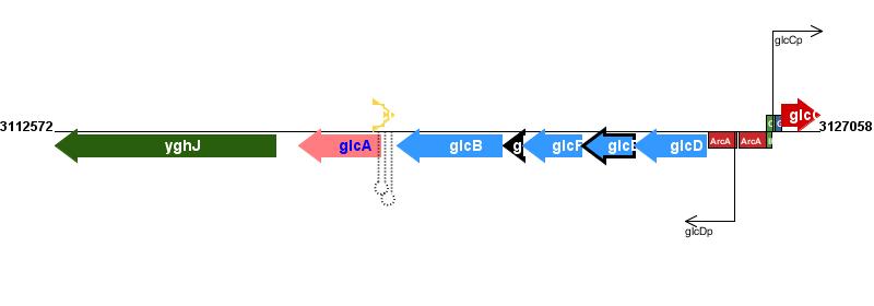 Figure courtesy of RegulonDB