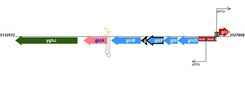 Figure courtesy of RegulonDB