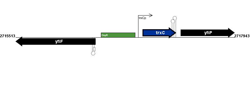 Figure courtesy of RegulonDB