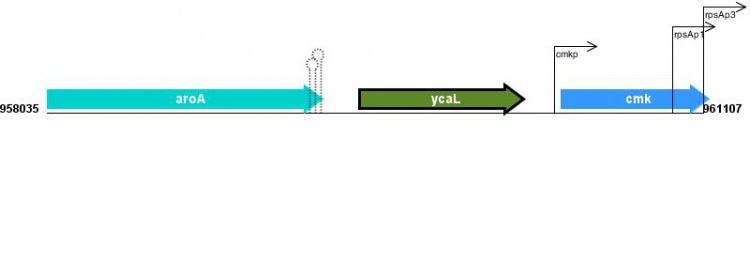 Figure courtesy of RegulonDB