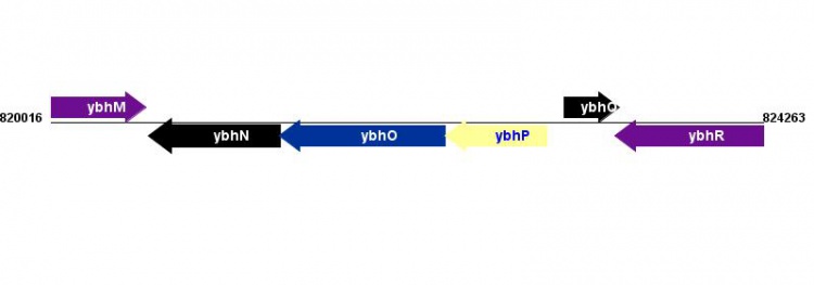 Figure courtesy of RegulonDB