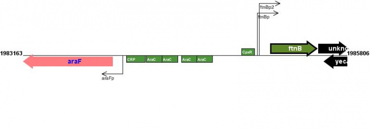 Figure courtesy of RegulonDB