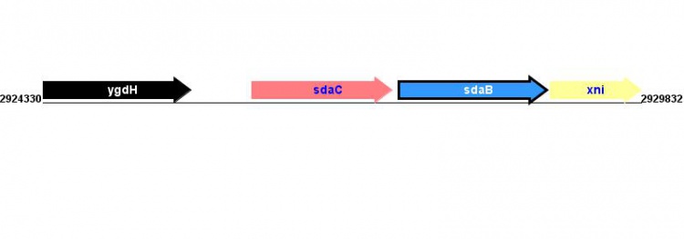 Figure courtesy of RegulonDB