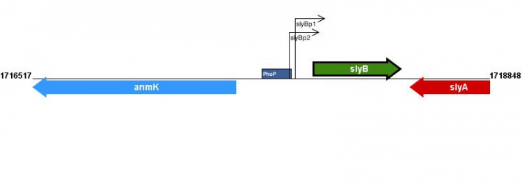 Figure courtesy of RegulonDB