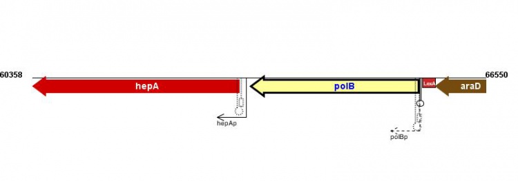 Figure courtesy of RegulonDB