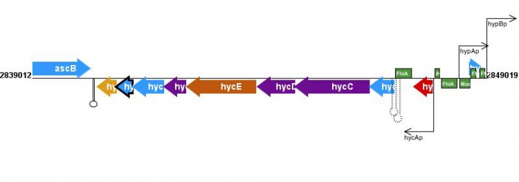 Figure courtesy of RegulonDB