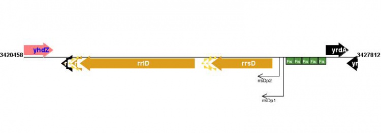 Figure courtesy of RegulonDB