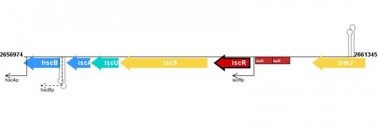 Figure courtesy of RegulonDB