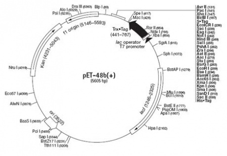 PET-48b(+).jpg Image provided by Novagen