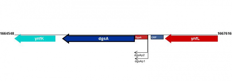 Figure courtesy of RegulonDB