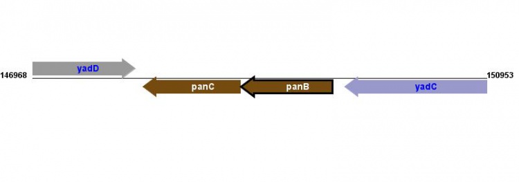 Figure courtesy of RegulonDB